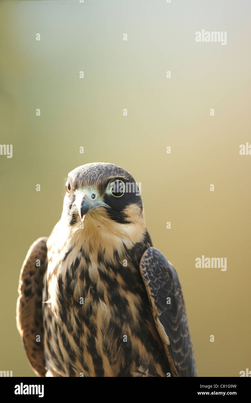 A close-up of a backlit captive Hobby,Falco subbuteo Stock Photo - Alamy