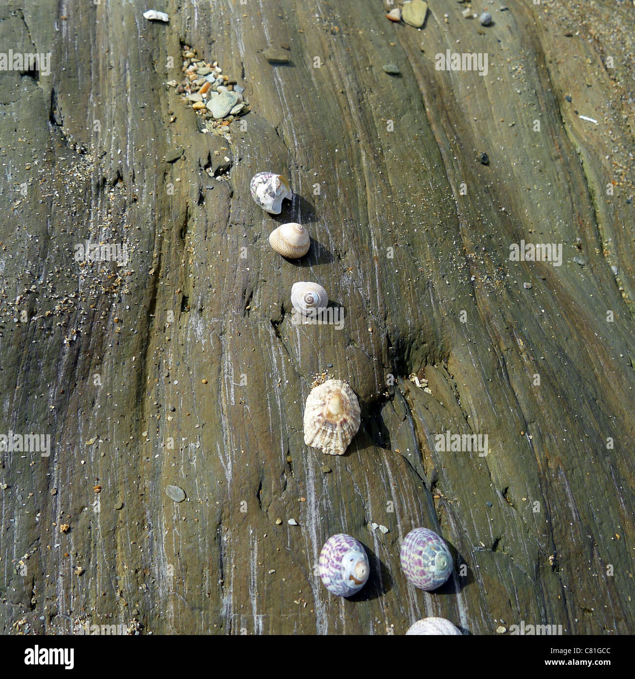 Shoreline shells hi-res stock photography and images - Alamy