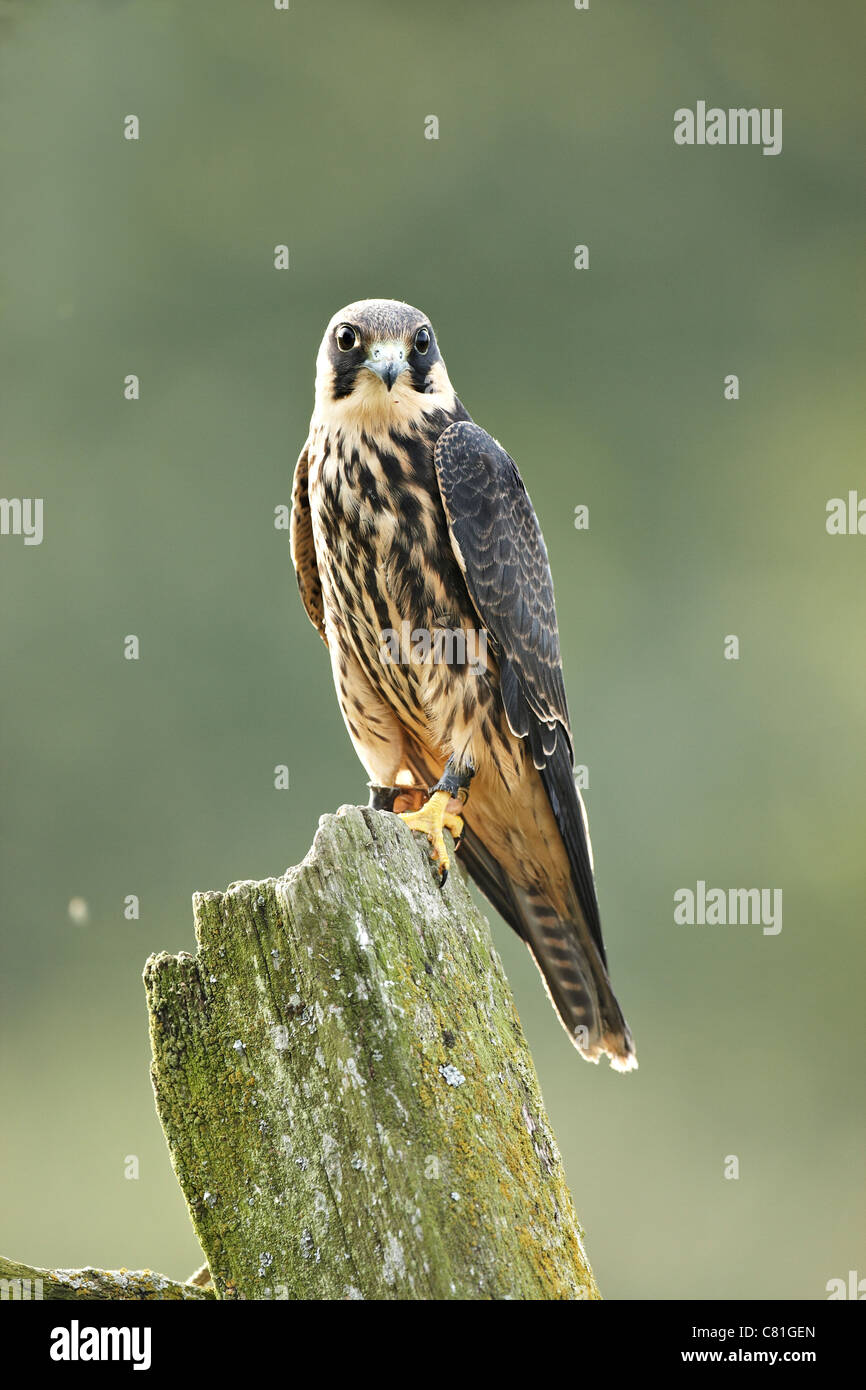 Hobby portrait falco subbuteo hi-res stock photography and images - Alamy