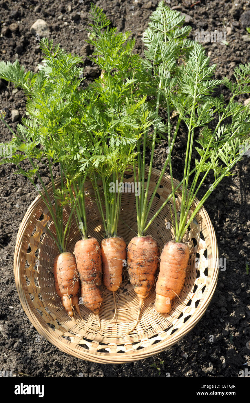 Organically grown carrots Stock Photo - Alamy