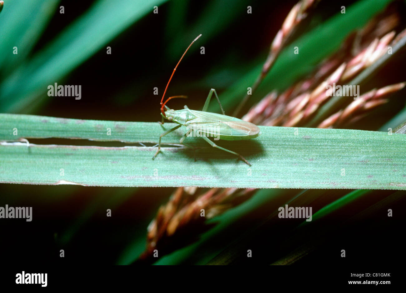 Red-horned grass bug (Trigonotylus ruficornis: Miridae) in a saltmarsh ...