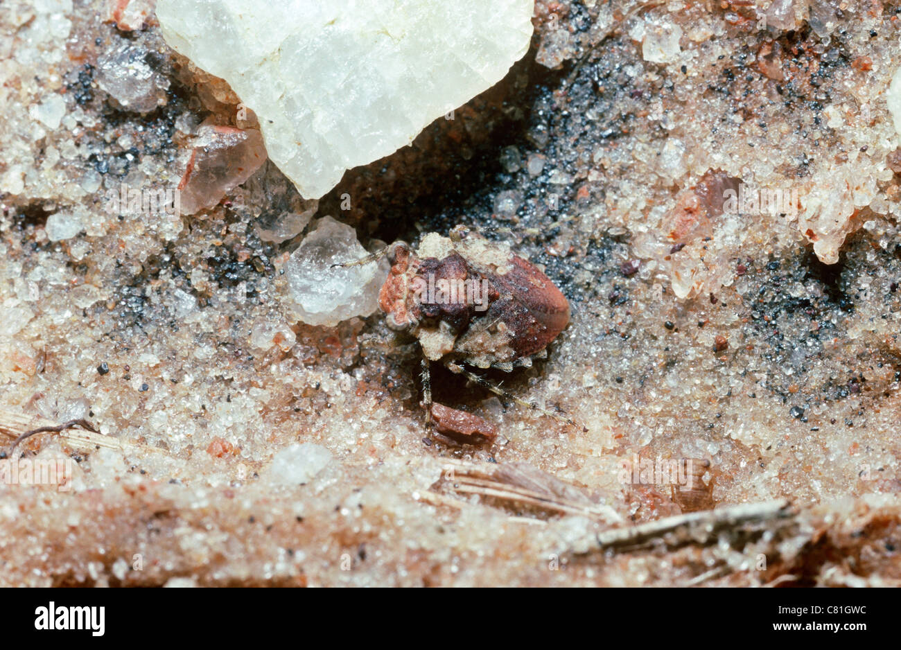 Big-eyed toad bug (Gelastocoris oculatus: Gelastocoridae), a pebble ...