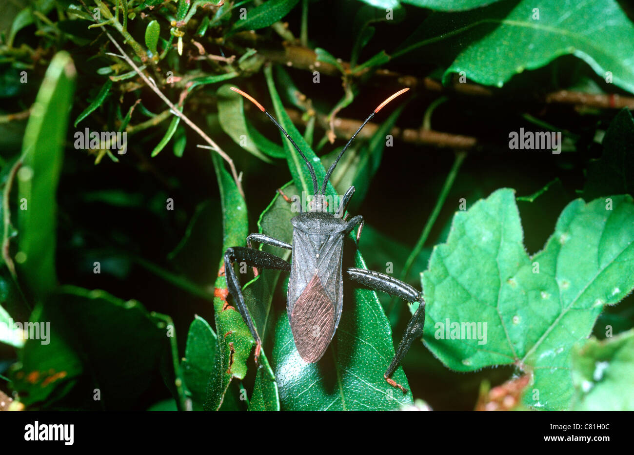 Florida leaf-footed bug (Acanthocephala femorata: Coreidae) Georgia ...