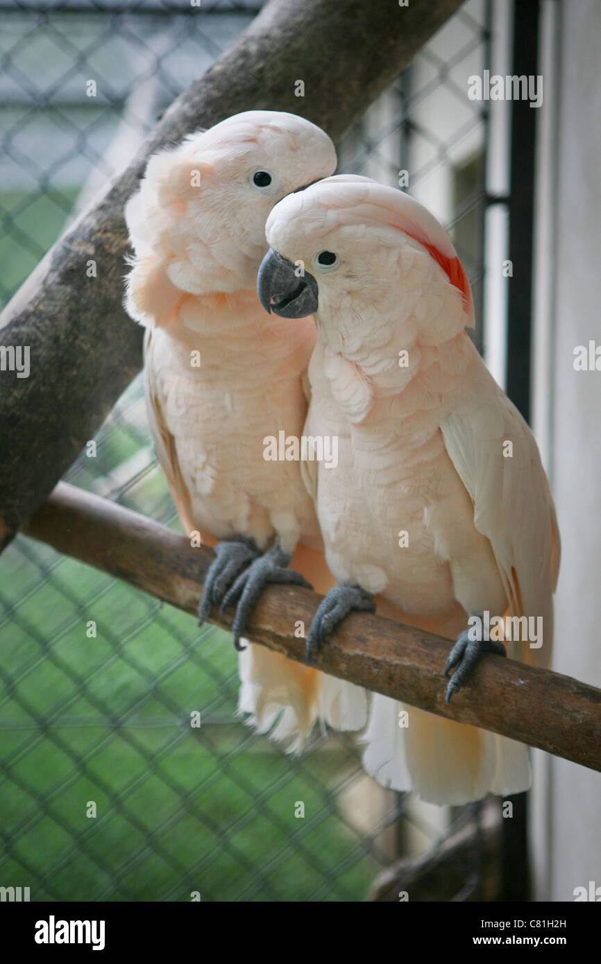 Cacatua moluccensis - Moluccan / Salmon-crested Cockatoo - Two pink ...