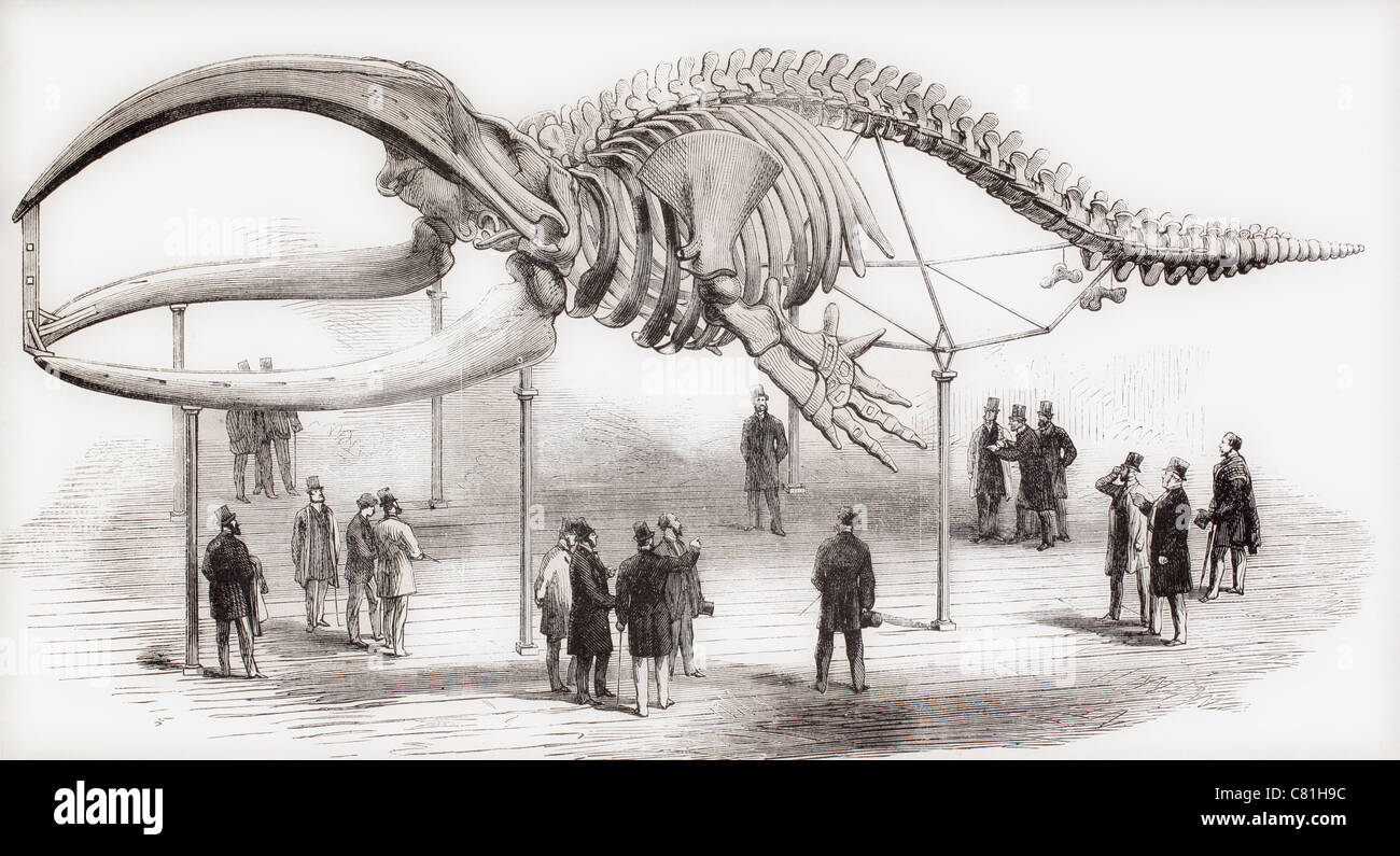The skeleton of a whale seen in the Royal College of Surgeons in London ...