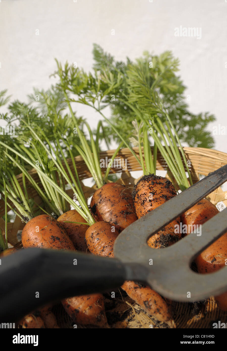 Organically grown carrots Stock Photo - Alamy