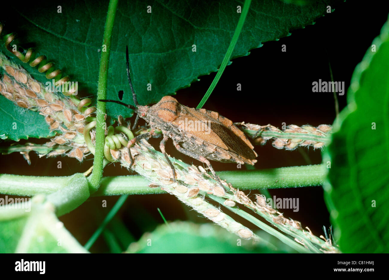 Leaf-footed bug / Squashbug (Coreocoris fuscus (= Spartocera fusca ...