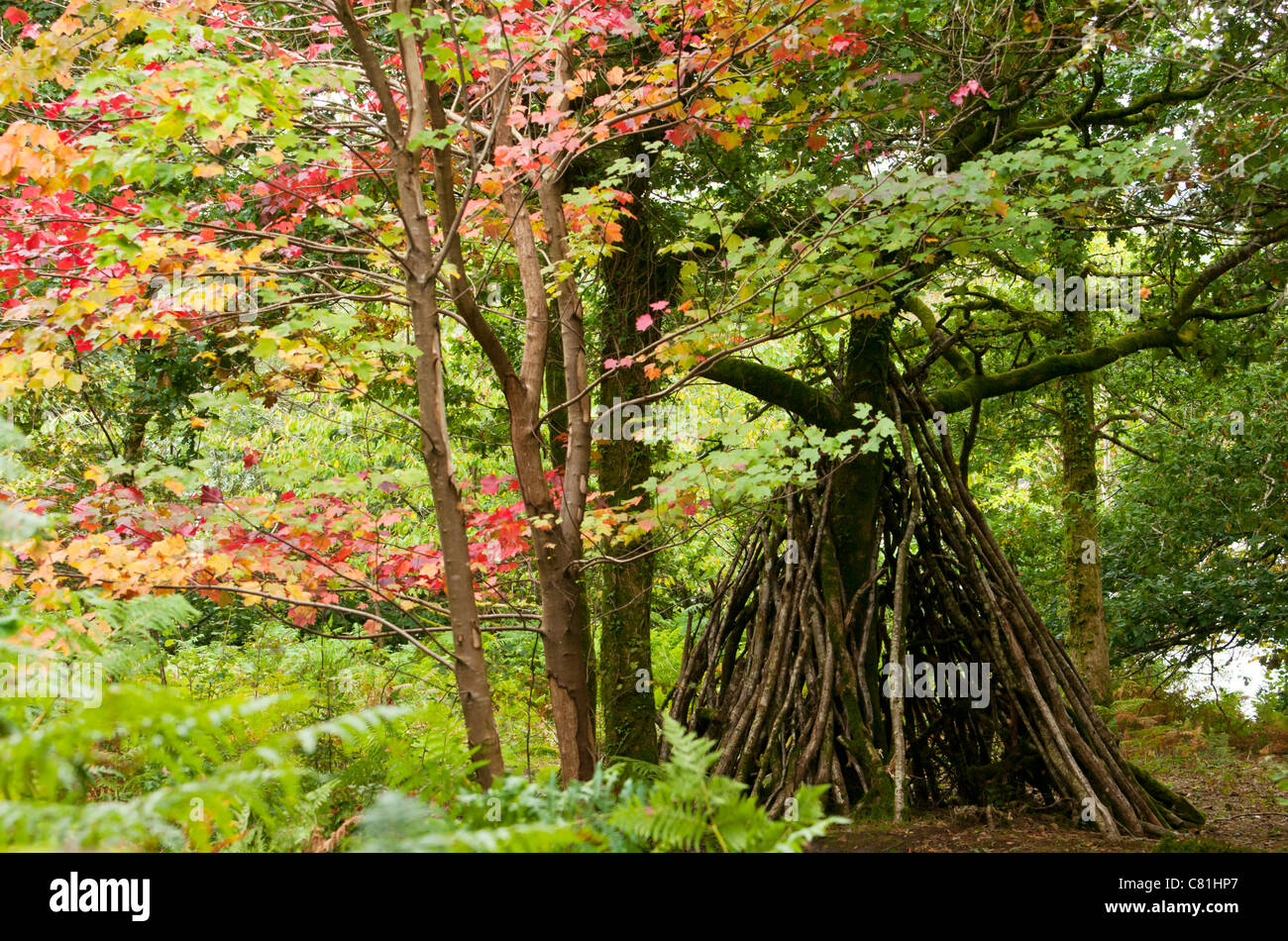 Lopped tree branches stacked round the base of a tree in wigwam fashion ...