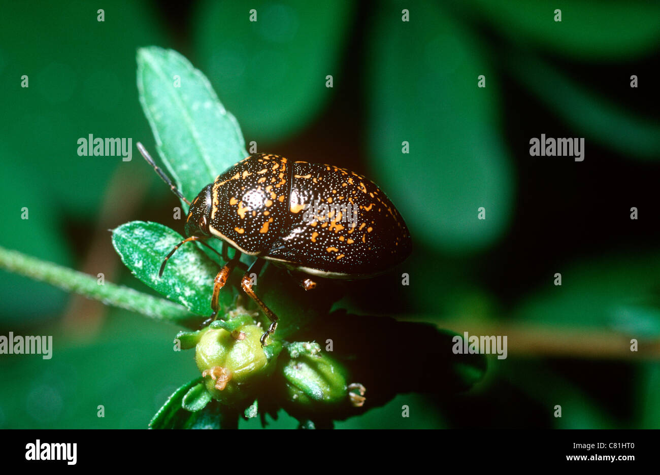 Shield-backed bug / shieldbug (Chelysomidea guttata / Orsilochides ...