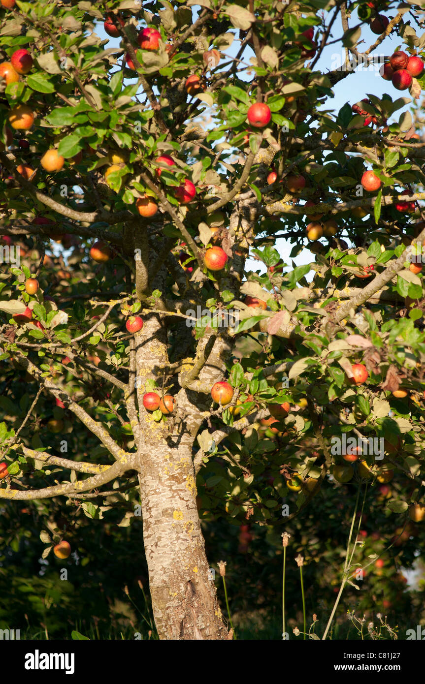 Pommier hi-res stock photography and images - Alamy