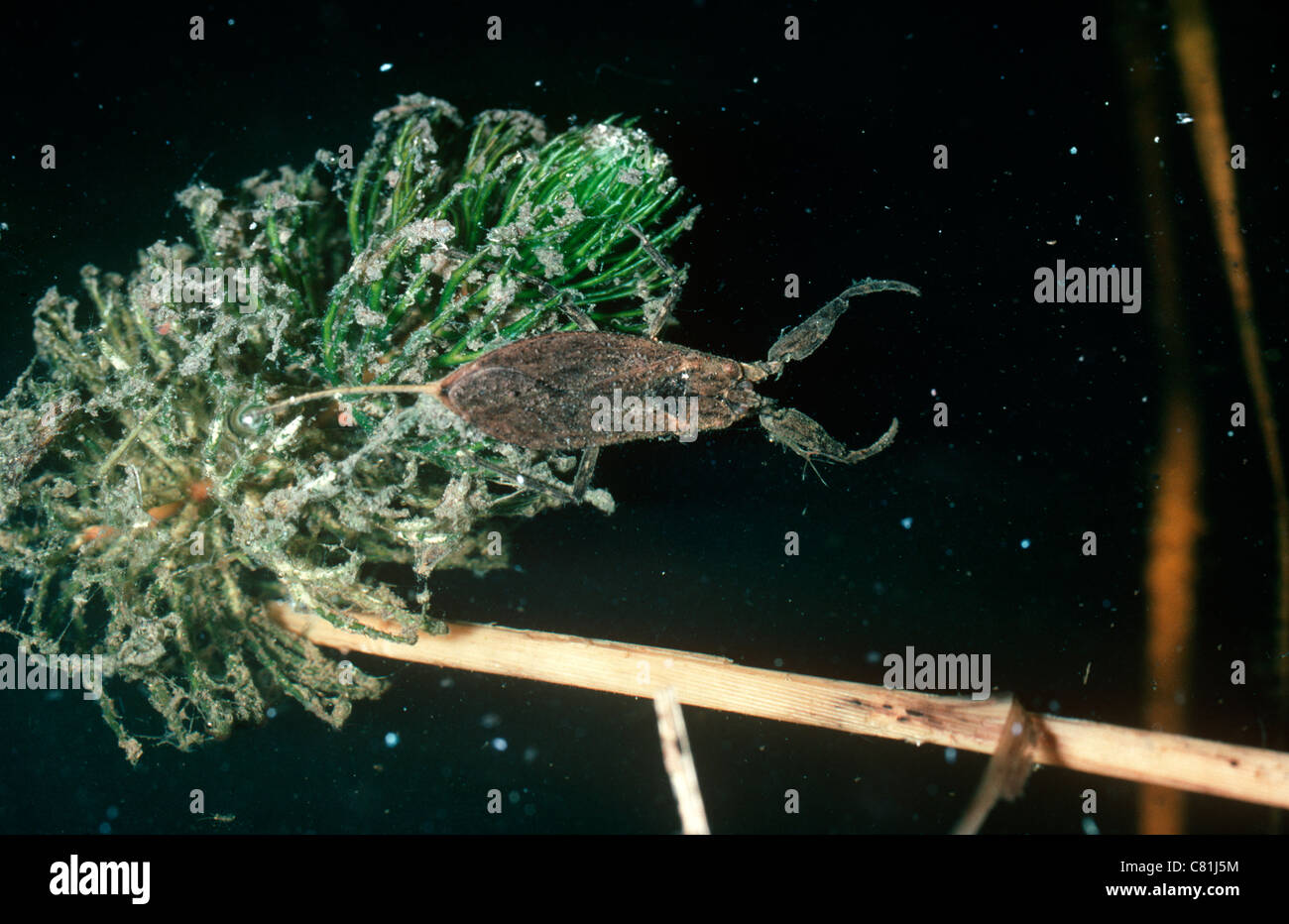 Water scorpions uk hi-res stock photography and images - Alamy