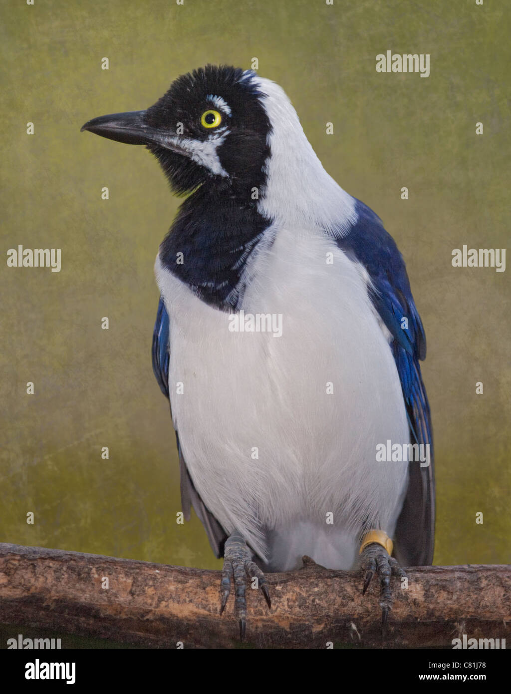 White Tailed Jay (cyanocorax mystacalis Stock Photo - Alamy