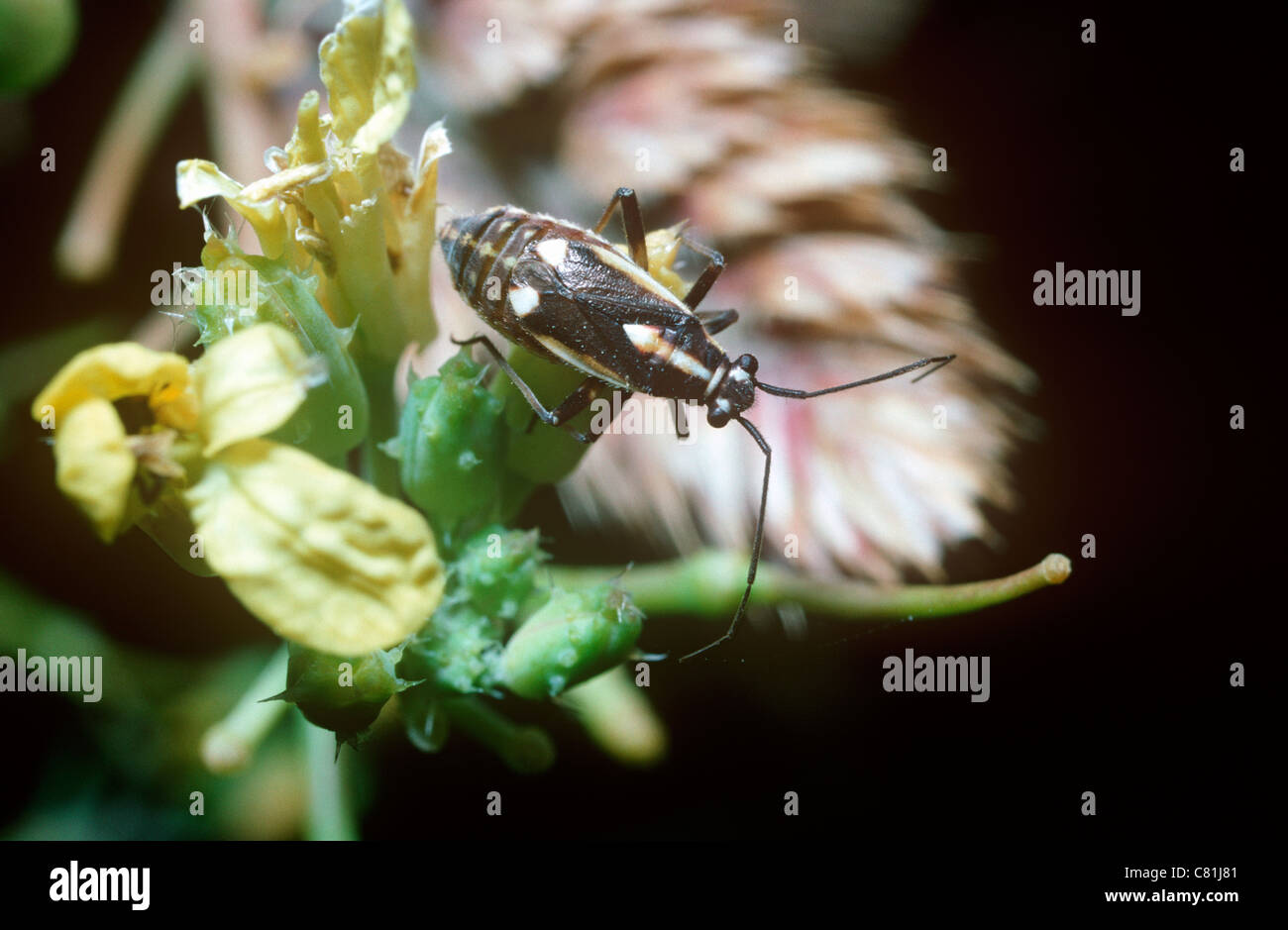 Plant bug / bird’s-foot-trefoil bug (Capsodes sulcatus: Miridae) female ...