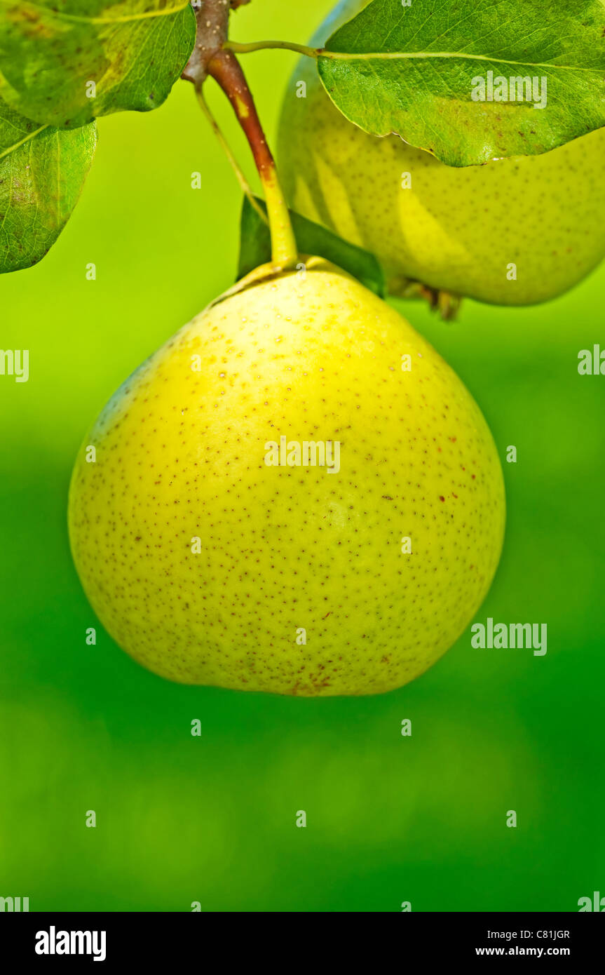 pear for preparation of German cider Stock Photo - Alamy