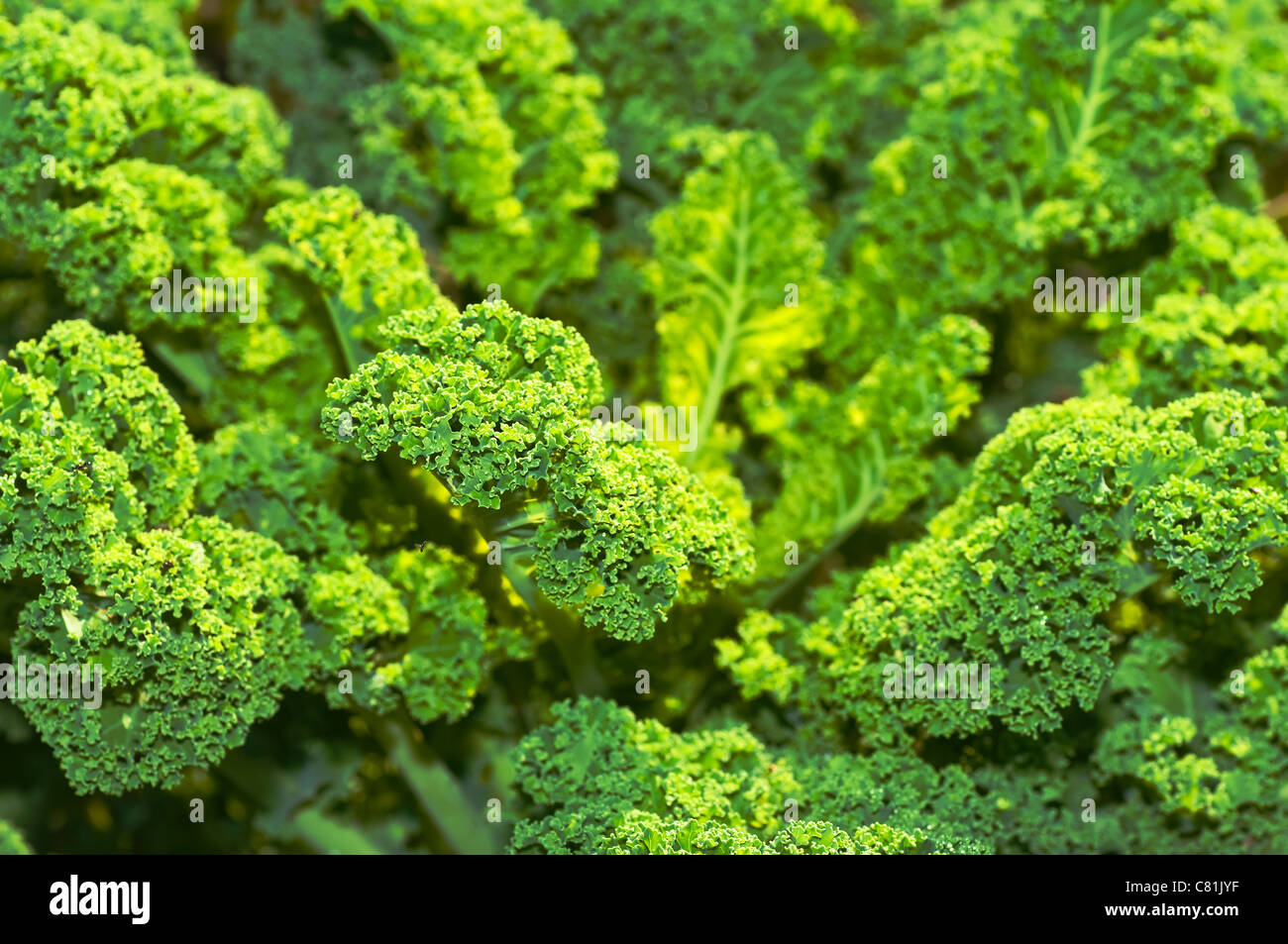 Kale hi-res stock photography and images - Alamy