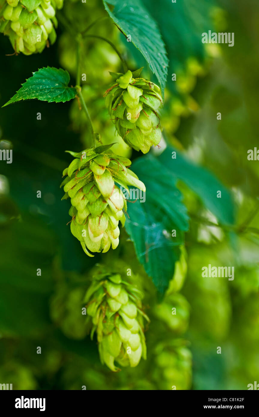 Hops fermentation hi-res stock photography and images - Alamy