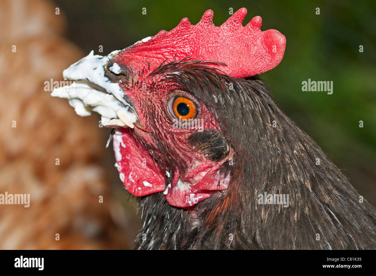 chicken with smeared beak Stock Photo - Alamy