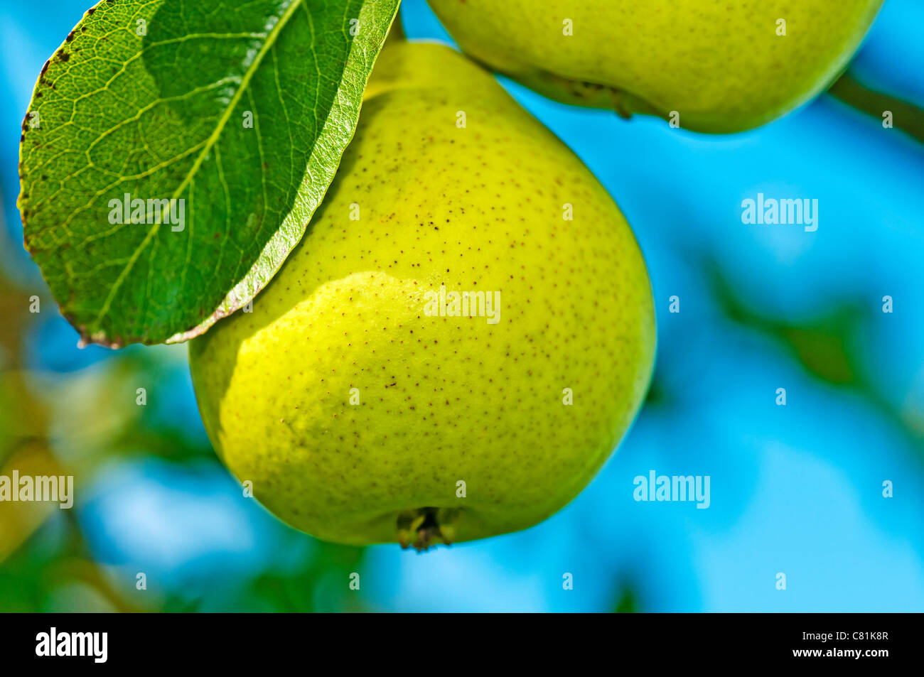 pear for preparation of German cider Stock Photo - Alamy