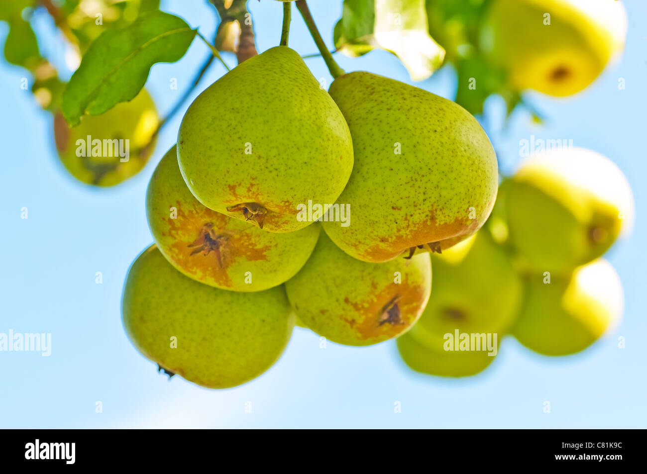 Pear cider hi-res stock photography and images - Alamy