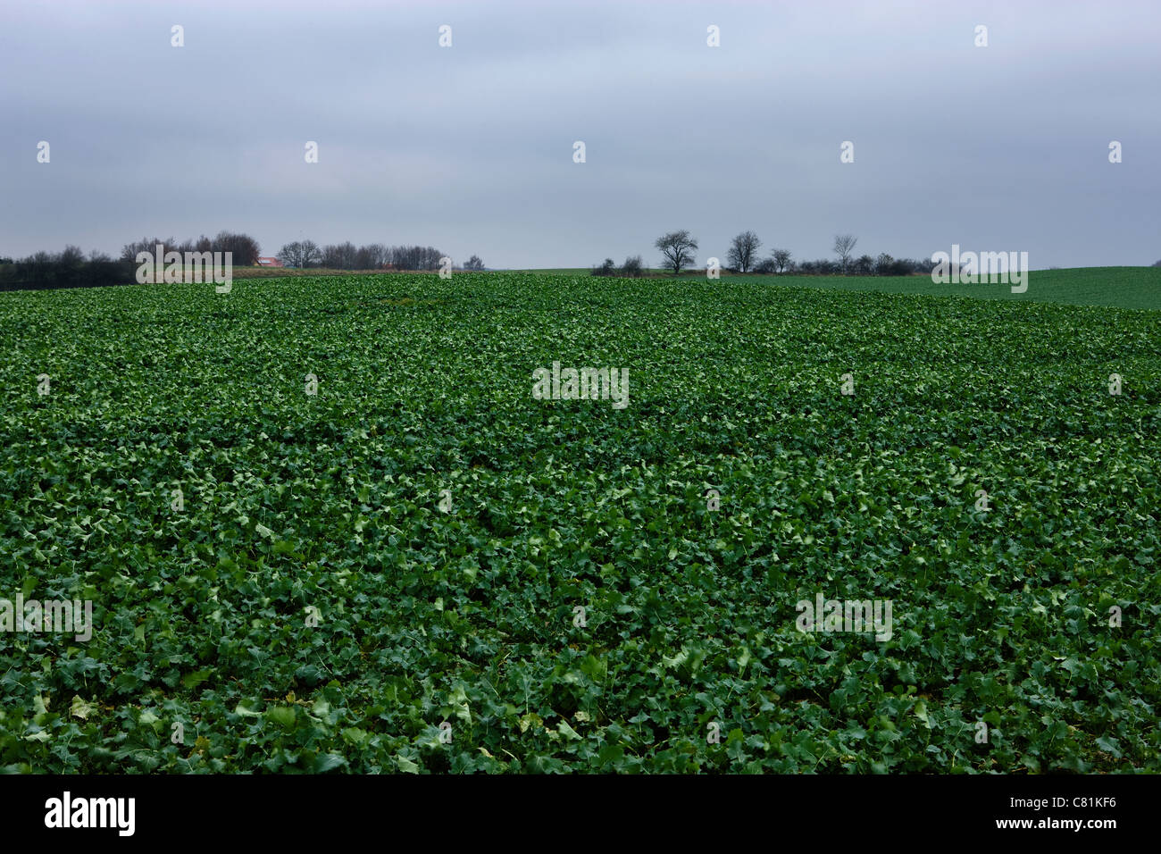 View of landscape in jylland hi-res stock photography and images - Alamy