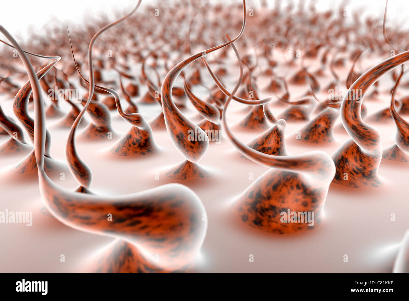 Biology in the microscope Stock Photo - Alamy