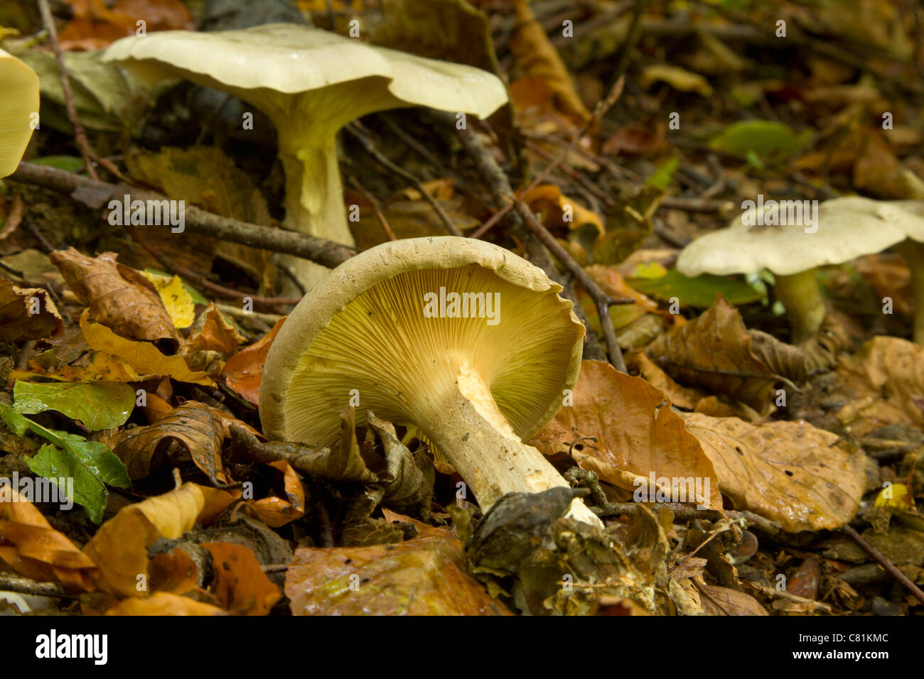 Clitocybe clavipes "Club-footed Funnel Cap" fungi on a beech wood floor ...