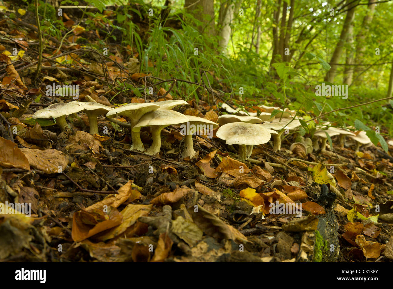 Clitocybe clavipes "Club-footed Funnel Cap" fungi on a beech wood floor ...