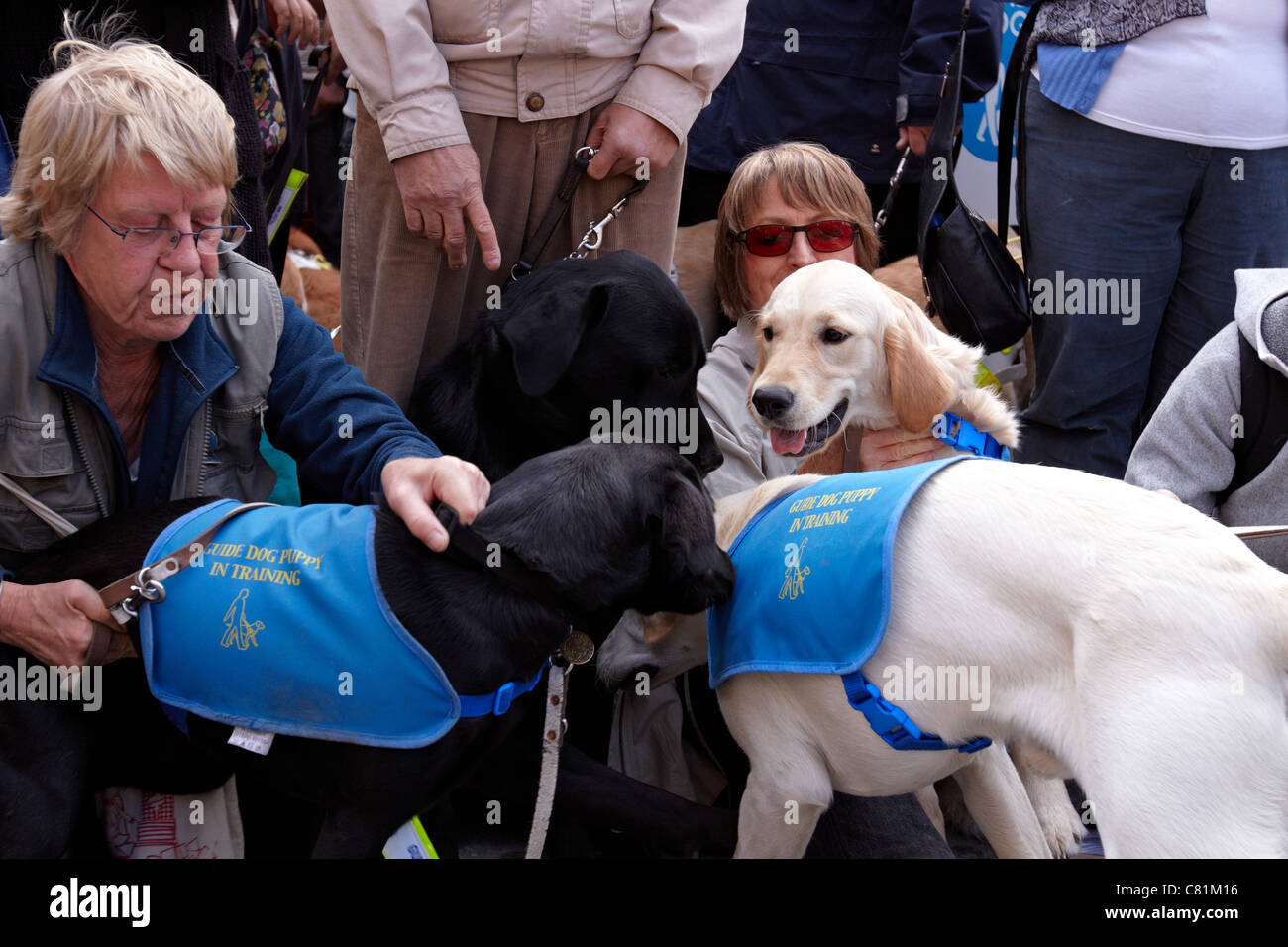 80 guide dog owners, guide dogs, puppies and walkers celebrate the 80th ...