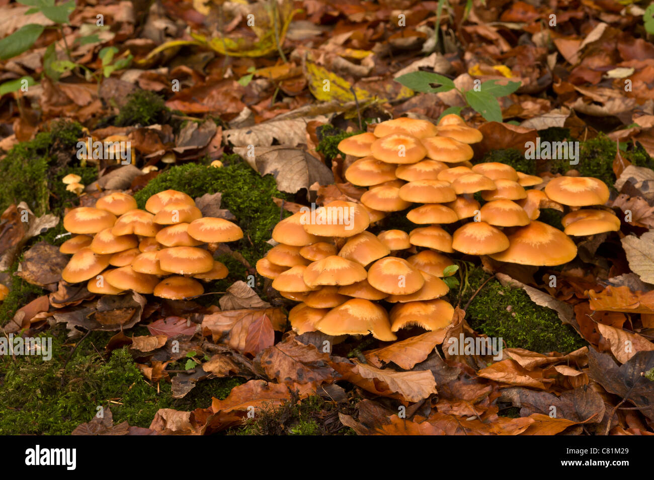 Kuehneromyces mutabilis, Brown Stew Fungus growing on a tree stump in ...