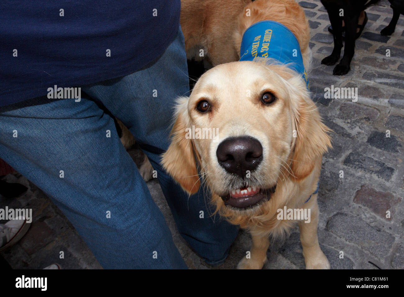 80 guide dog owners, guide dogs, puppies and walkers celebrate the 80th ...