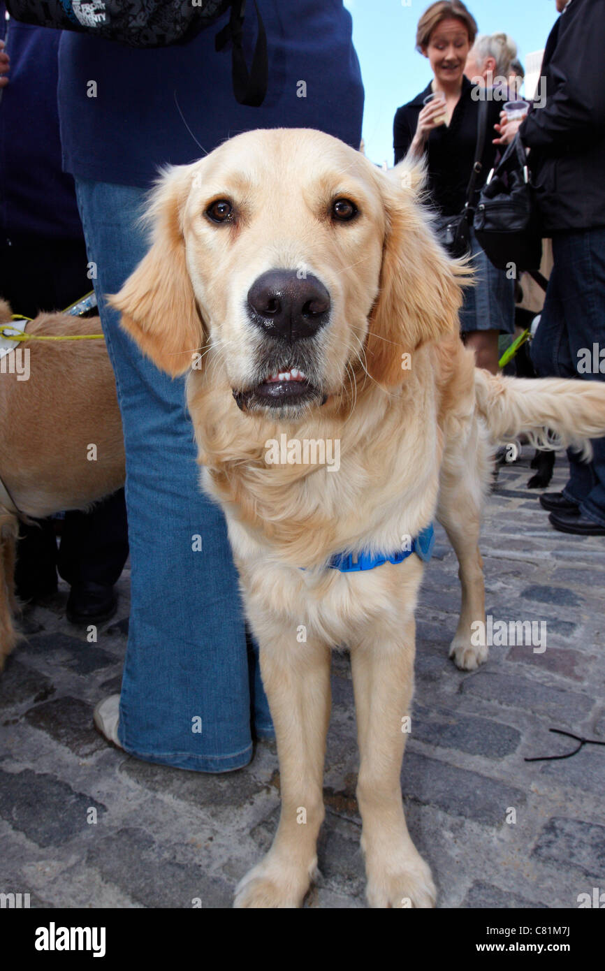 Guide dogs anniversary hi-res stock photography and images - Alamy