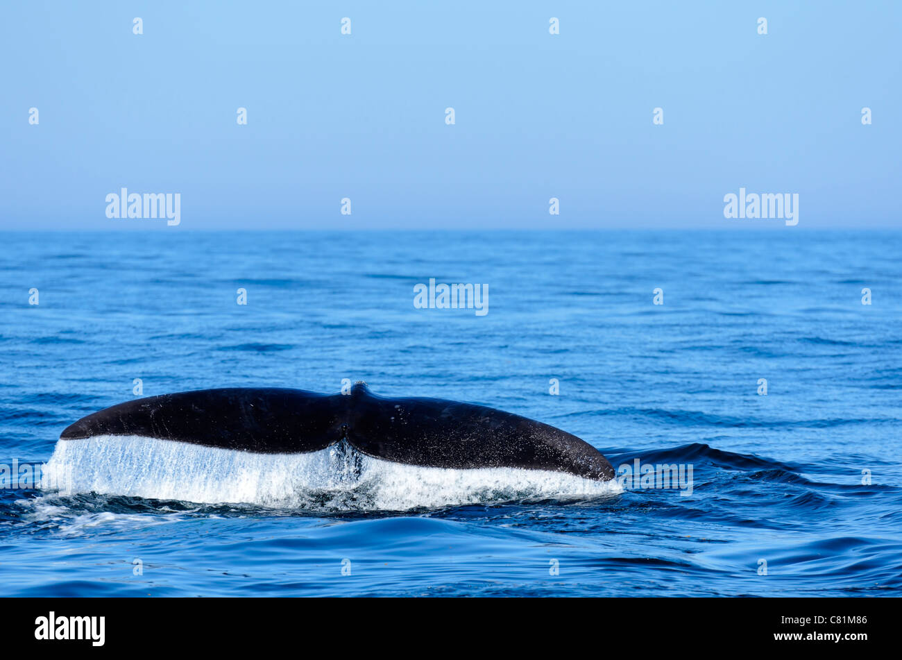 North atlantic right whale bay of fundy High Resolution Stock ...