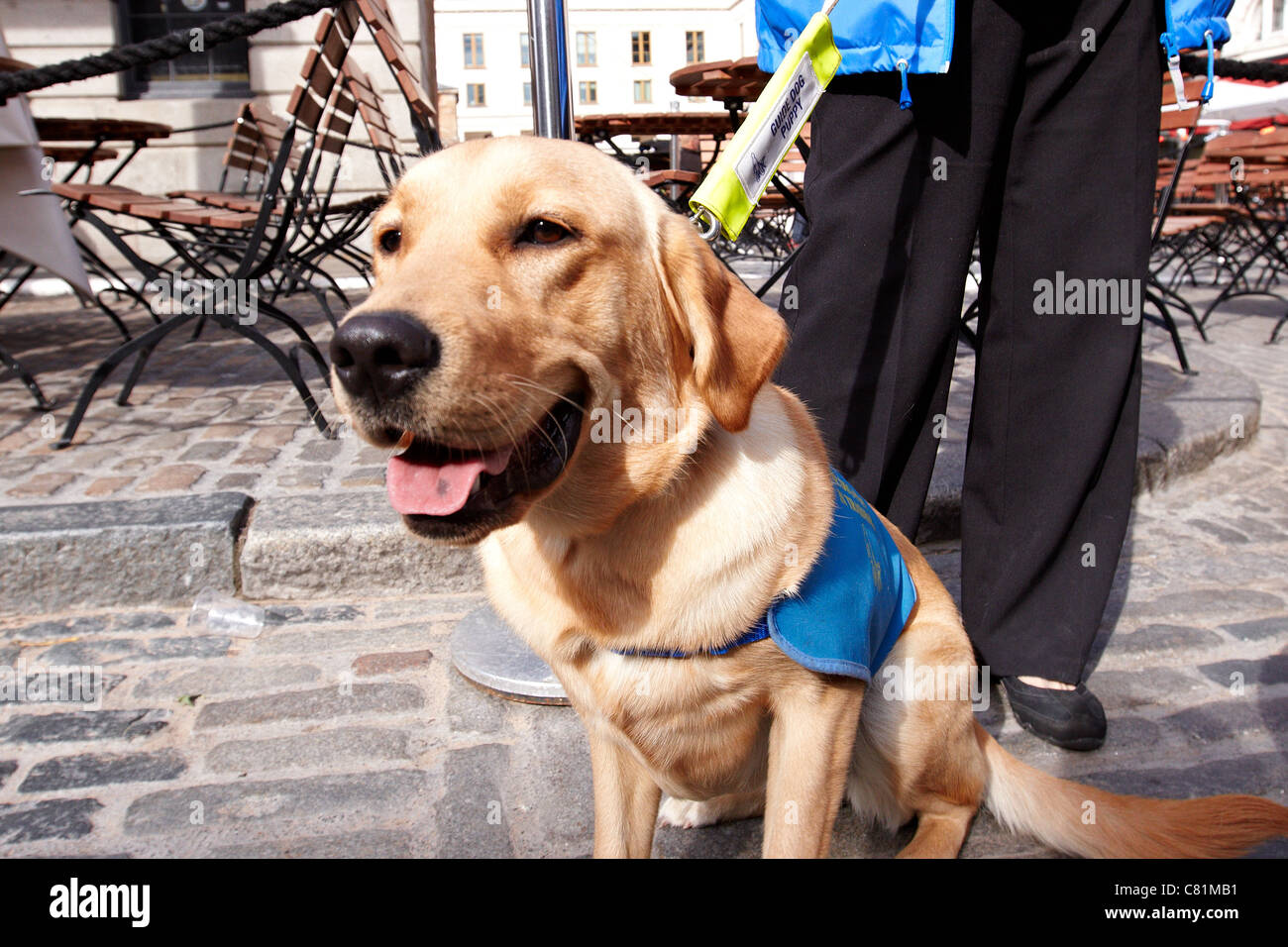 Guide dogs anniversary hi-res stock photography and images - Alamy