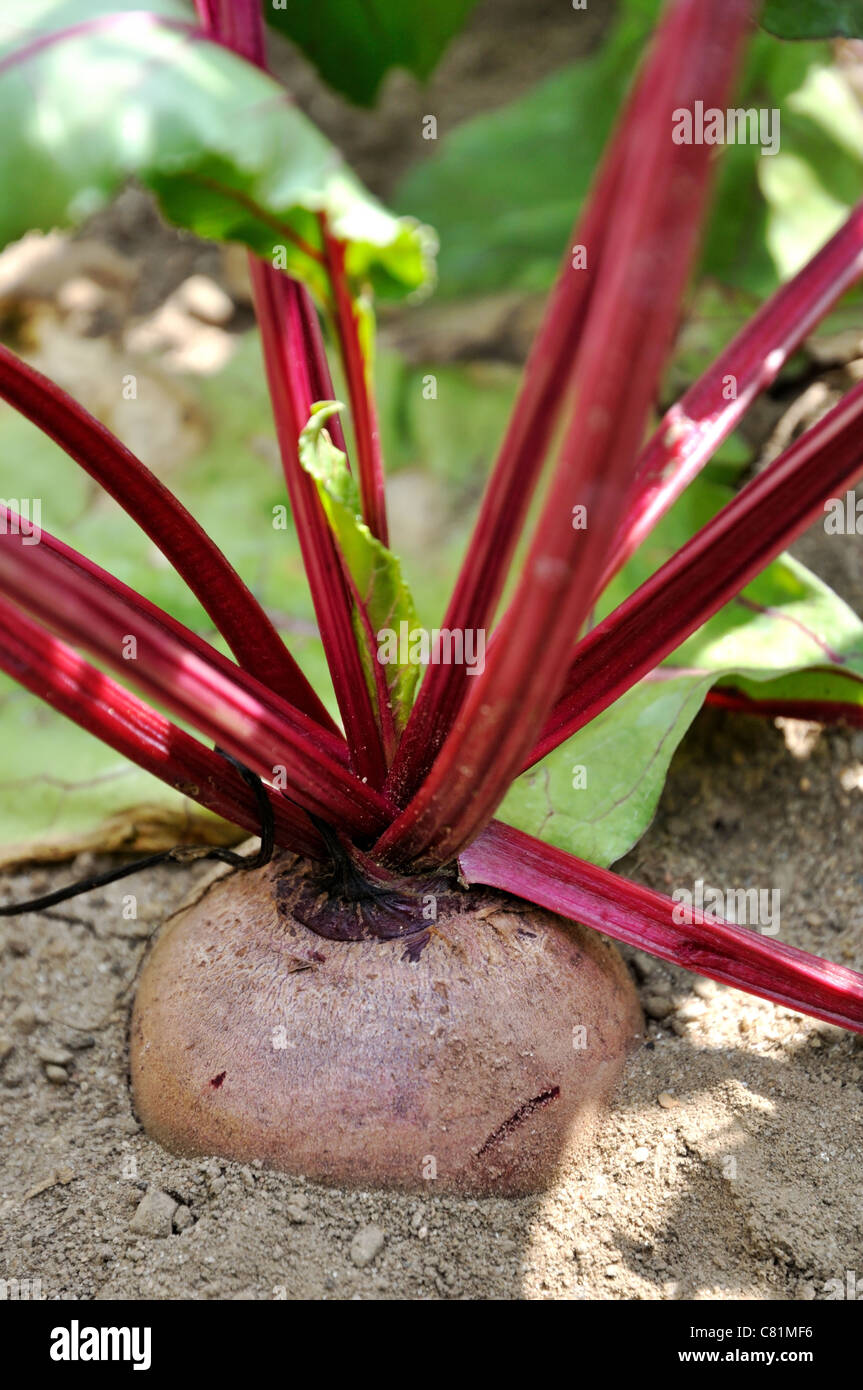 a beet groing in the garden, close up shot Stock Photo - Alamy