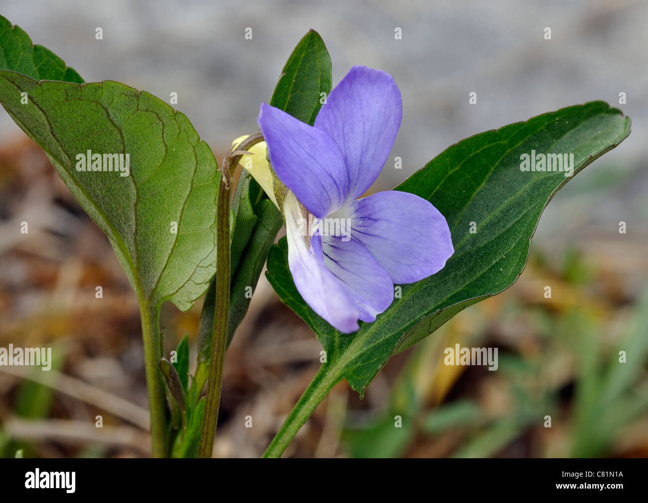 Fen Violet or Turlough Violet - Viola persicifolia Stock Photo - Alamy