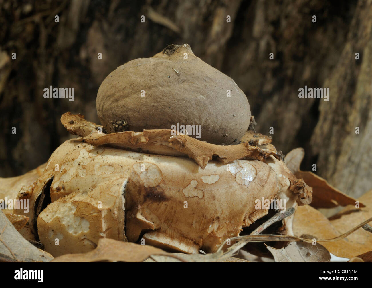 Earthstar Fungus - Geastrum triplex Stock Photo - Alamy