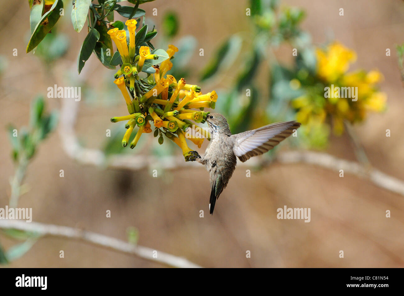 Andean Hillstar female Stock Photo - Alamy