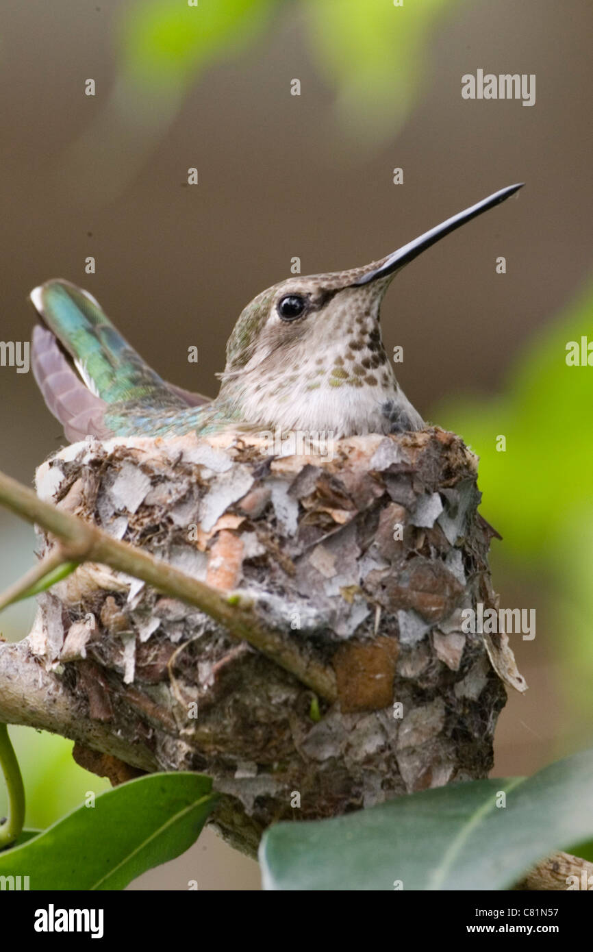 Anna's Hummingbird sits of eggs in her nest Stock Photo - Alamy
