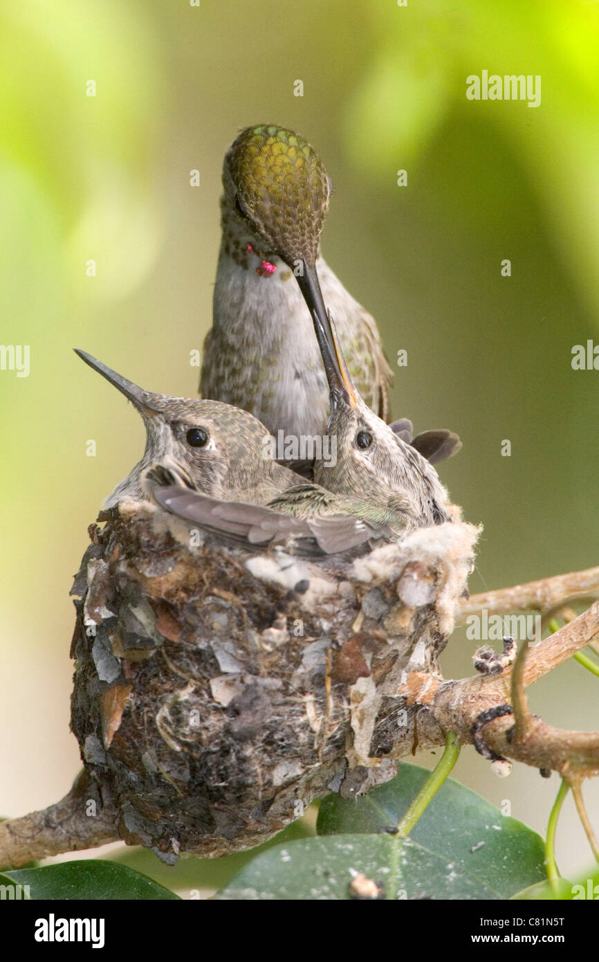 Bee Hummingbird Chick