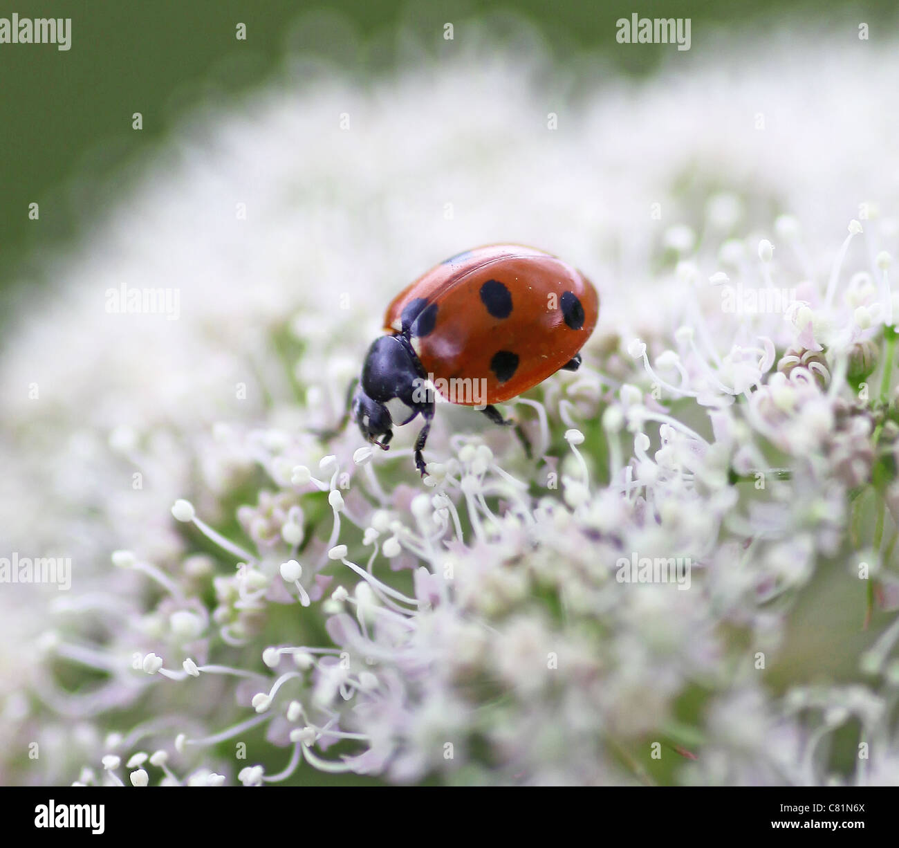 A Ladybird, Ladybug or Ladybeetle (Coccinellid) on a Wild Angelica ...