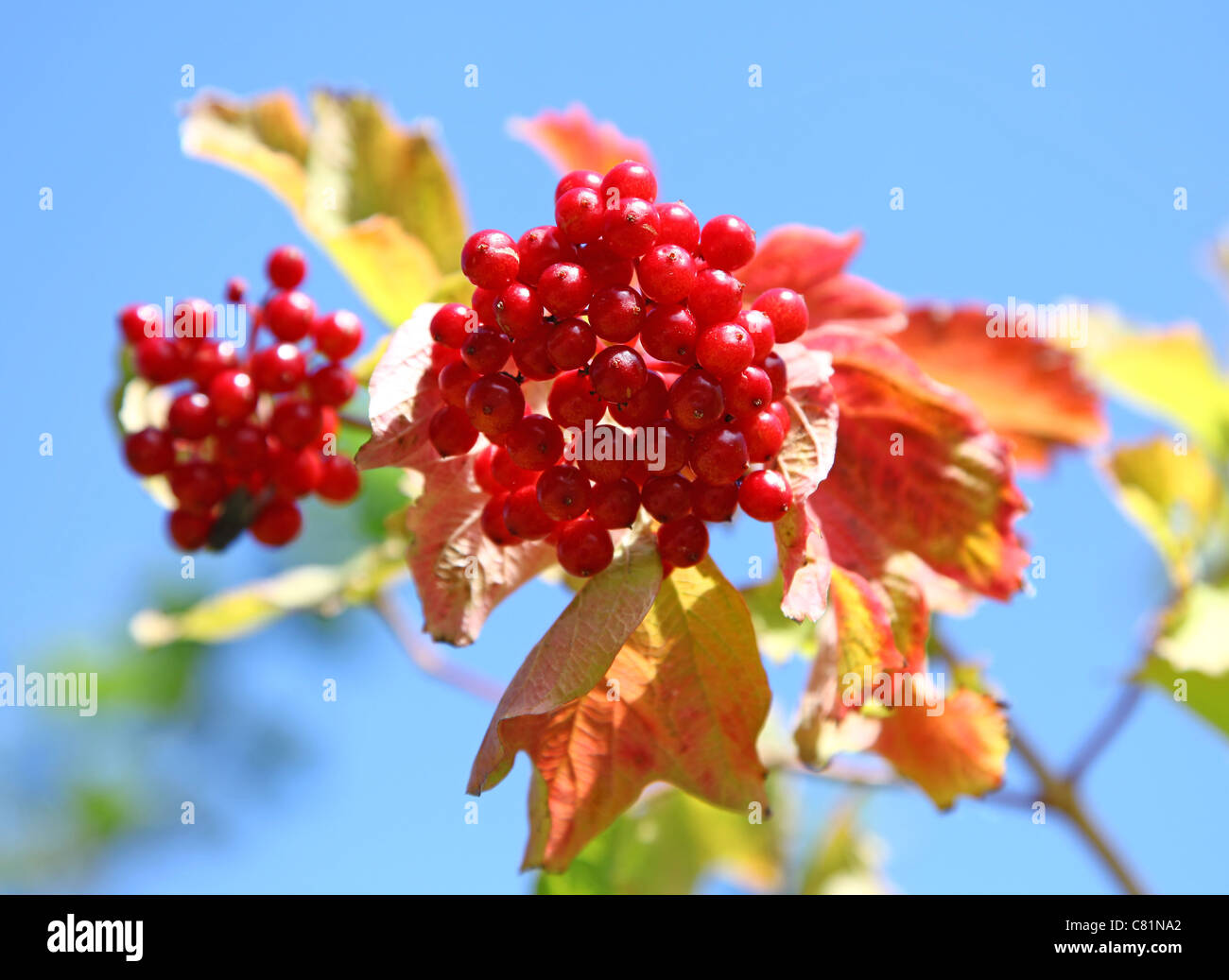 The red berries on a Viburnum bush or tree (Viburnum lantana), England ...