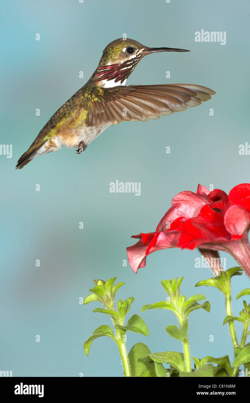 Calliope Hummingbird Stellula calliope Male flying at Salvia Stock ...