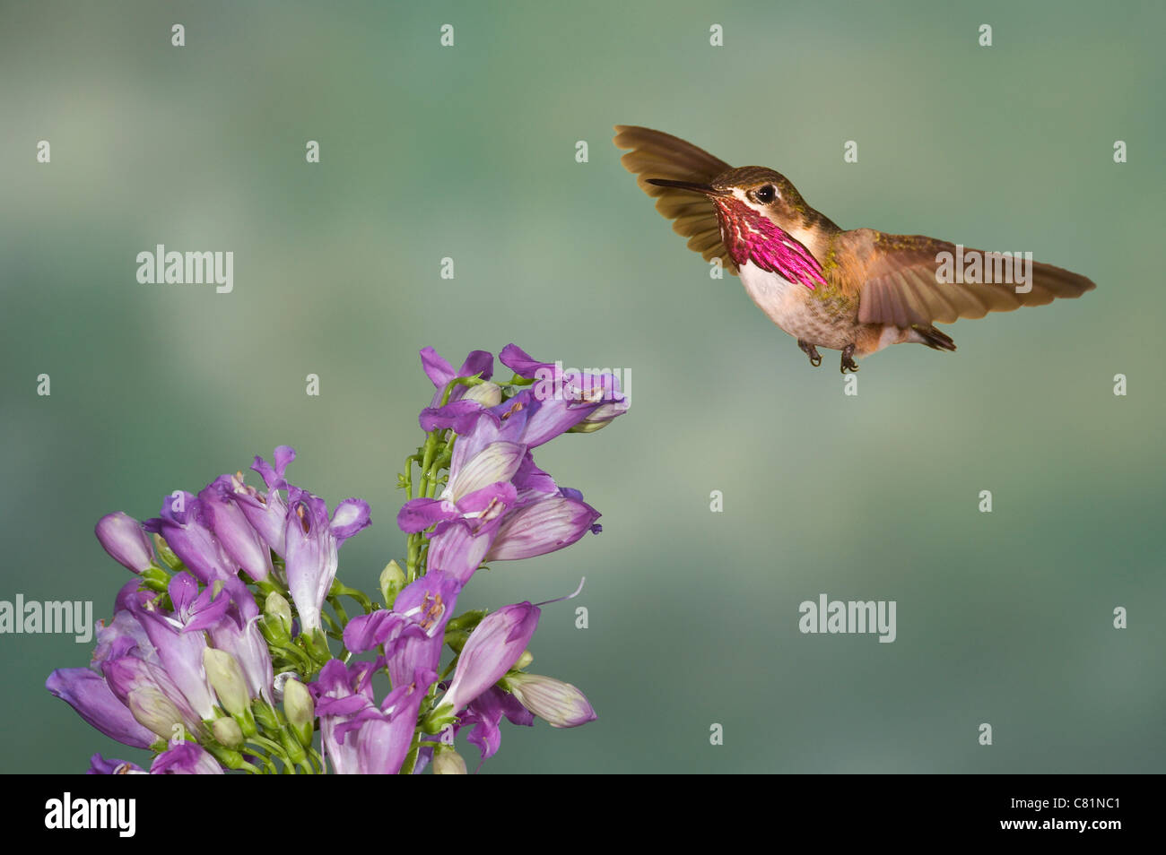 Penstemon barbatus hi-res stock photography and images - Alamy