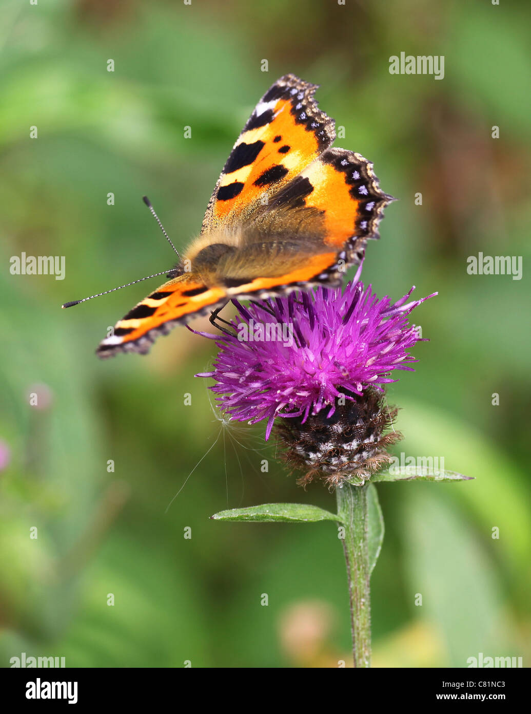 A Small Tortoiseshell (Nymphalis urticae) butterfly on a Common ...