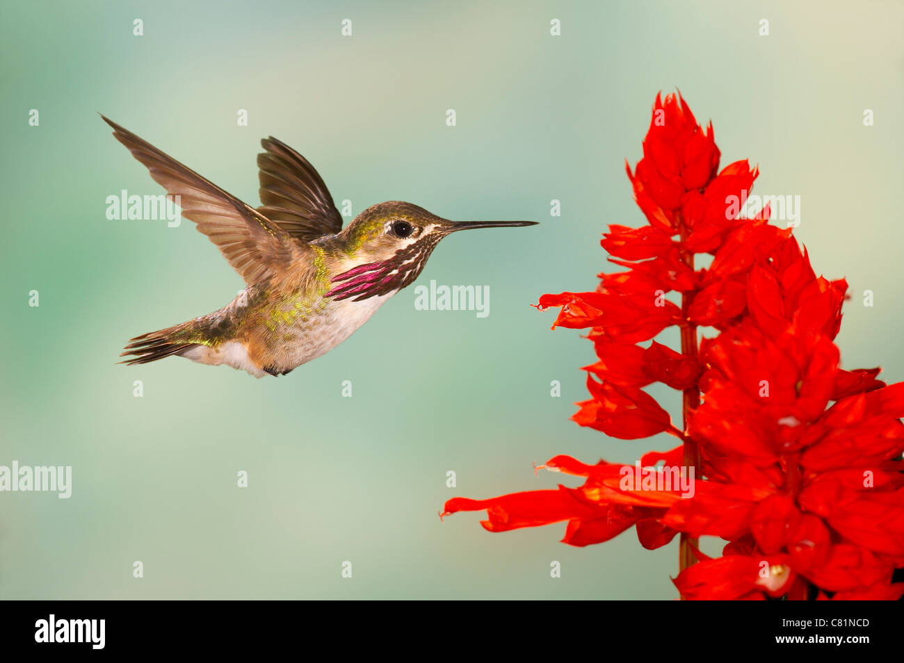 Calliope Hummingbird Stellula calliope Male Gila National Forest Stock ...