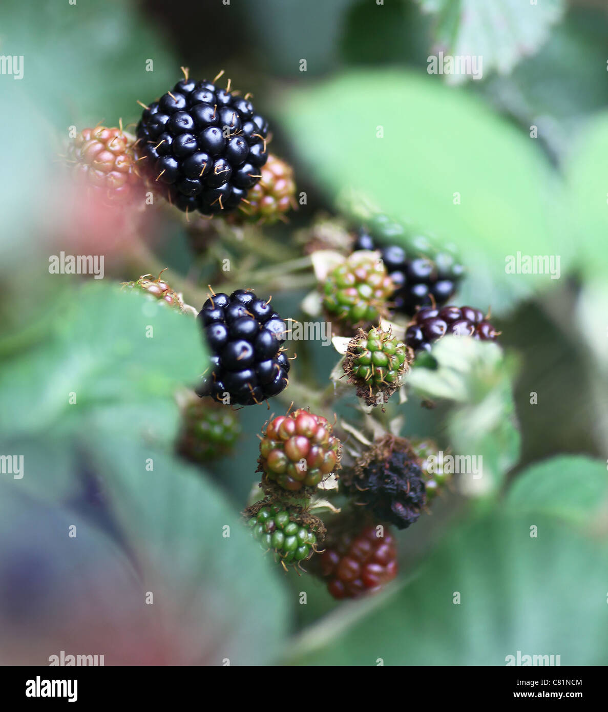 Rubus fruiticosus hi-res stock photography and images - Alamy