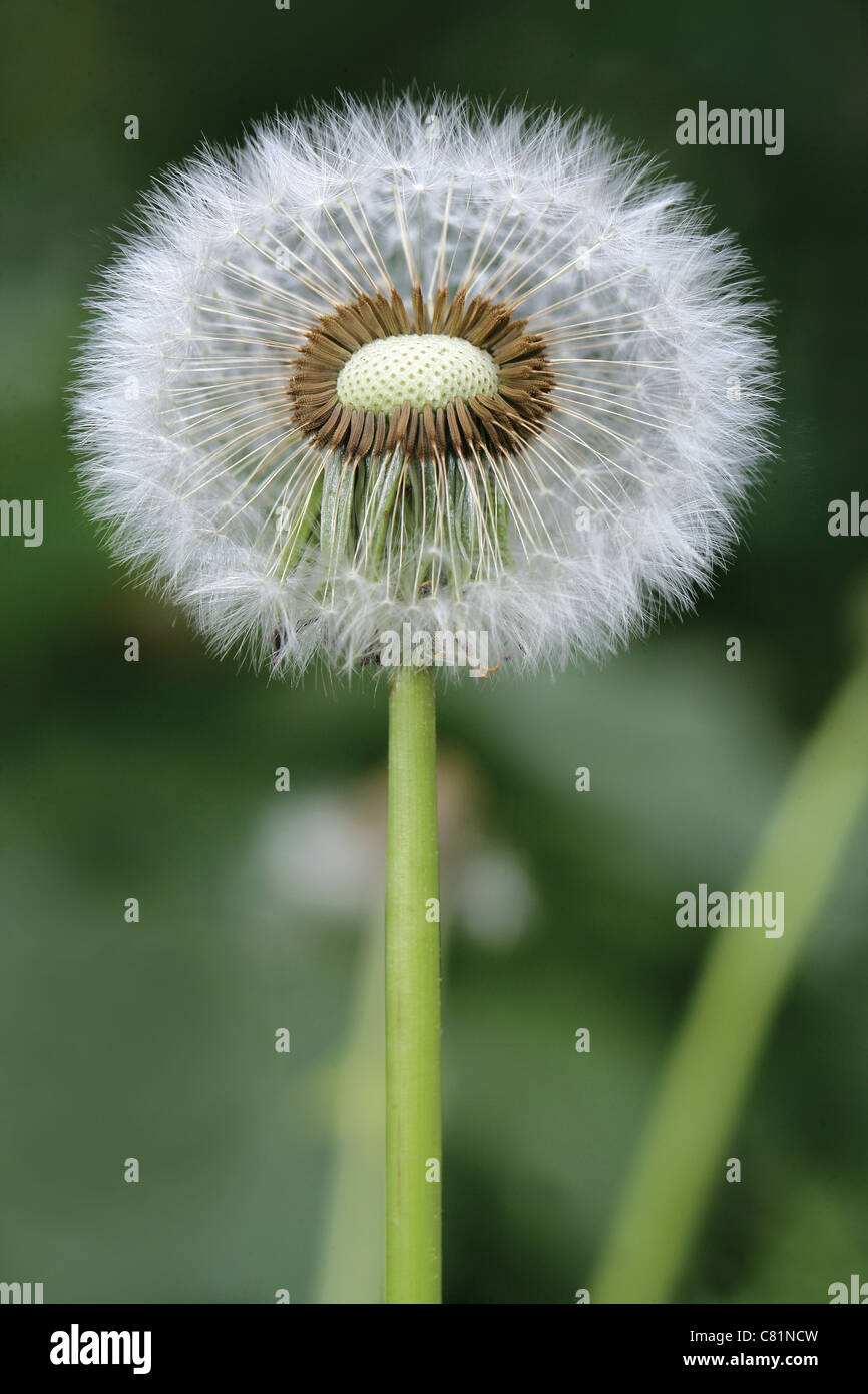 Macro shot of a dandelion flower head composed of hundreds of seed ...