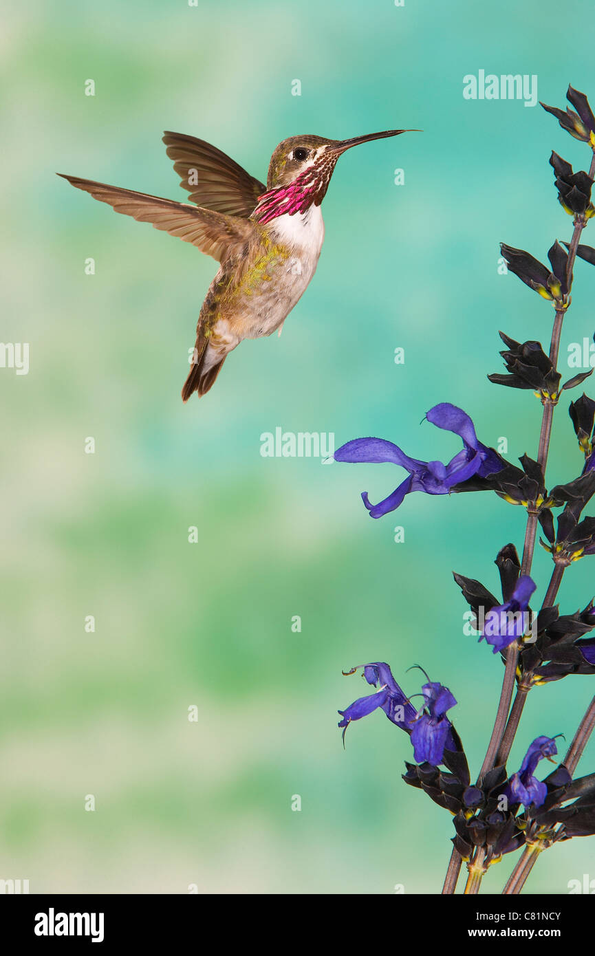 Calliope Hummingbird Stellula calliope Male flying at Salvia Stock ...