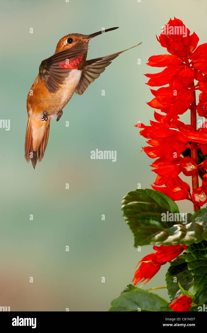 Male rufus hi-res stock photography and images - Alamy