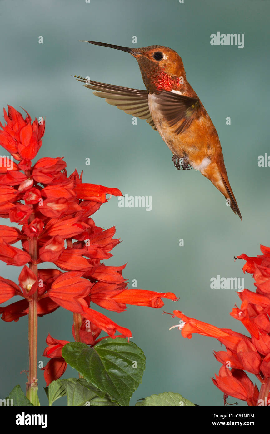 Male rufus hi-res stock photography and images - Alamy